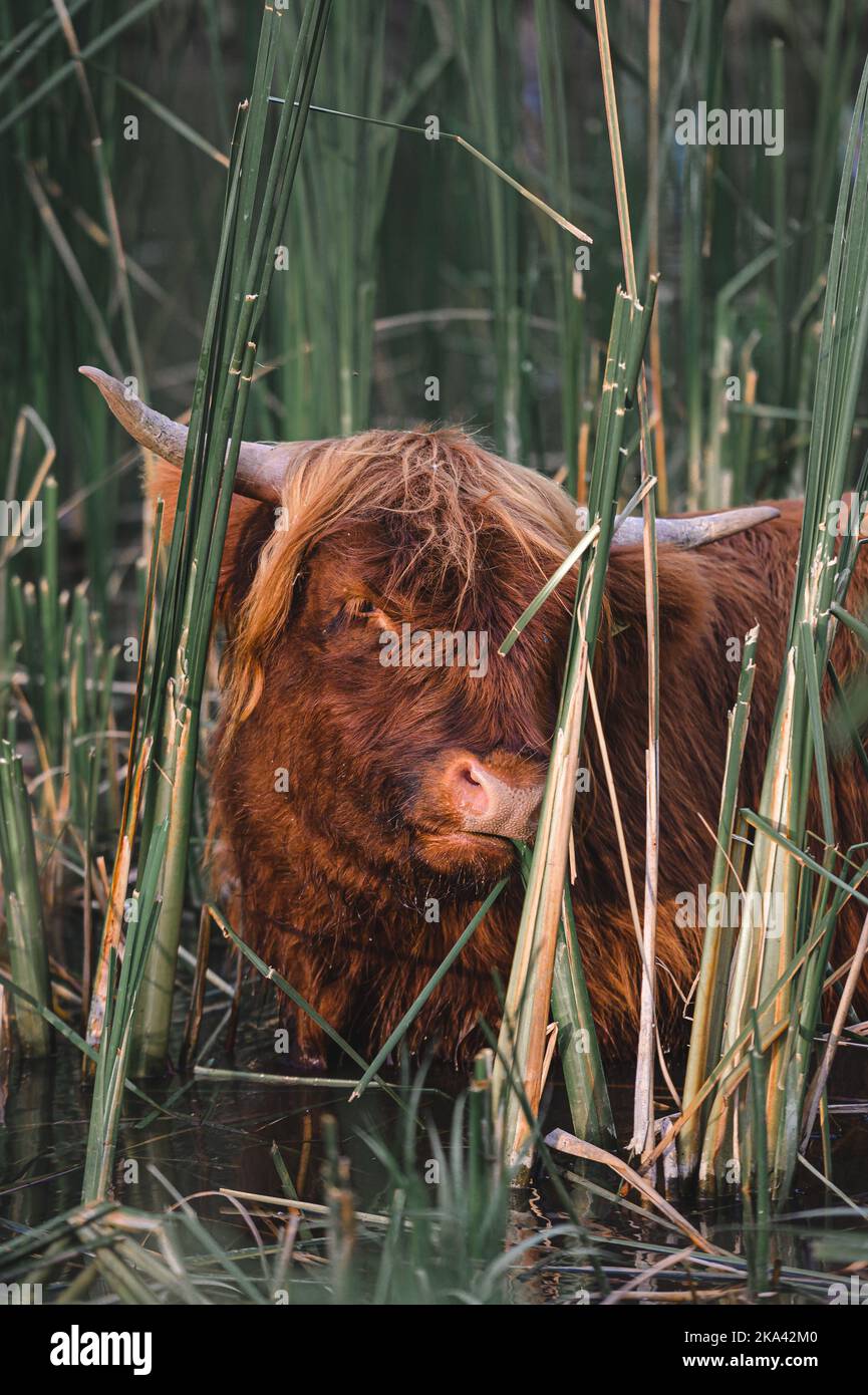 A vertical shot of a brown Highland Cattle with horns sitting in a lake ...