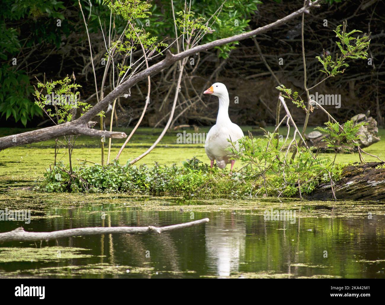 A beautiful view of a goose standing in the lake Stock Photo - Alamy