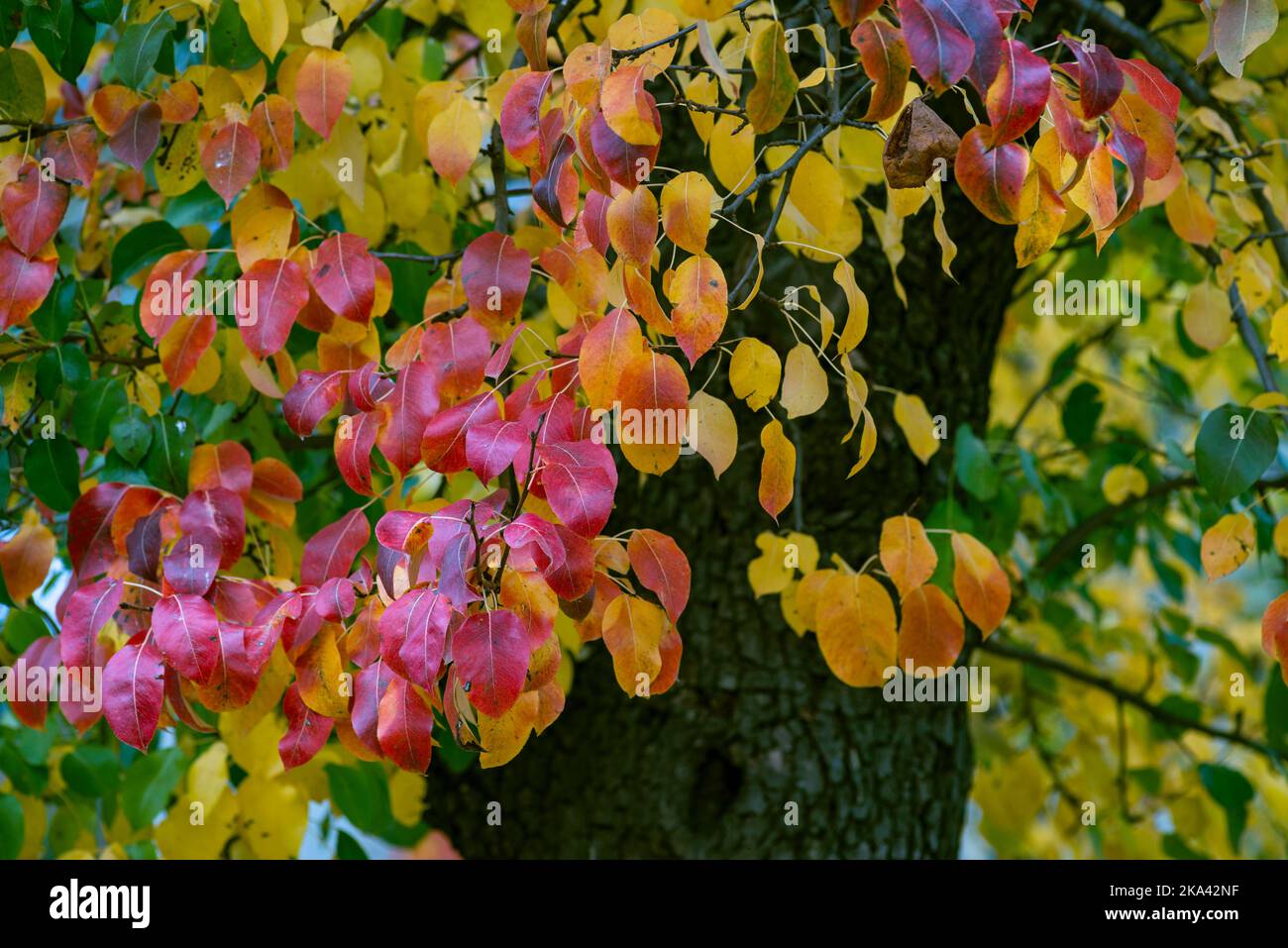 close-up blurred abstract natural background of pear Autumn red yellow ...