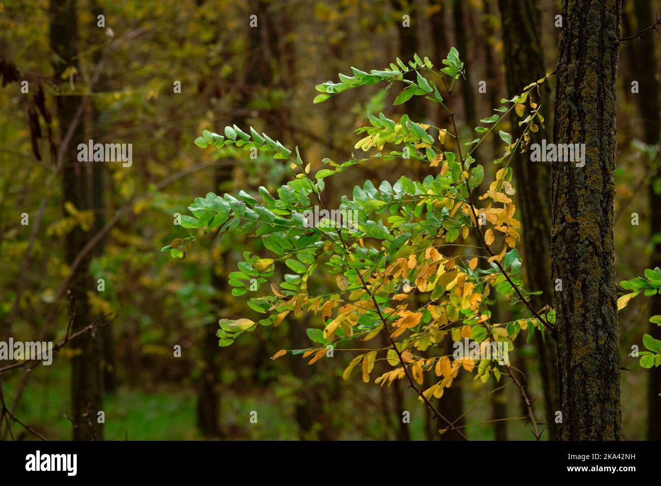 acacia Yellow, green, autumn leaves Close-Up tree forest nature ...