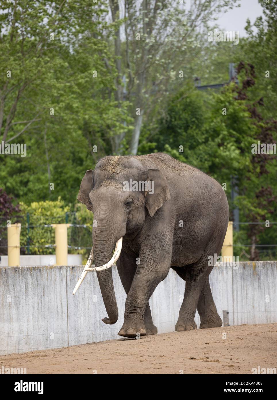 A vertical shot of a beautiful elephant in the zoo Stock Photo - Alamy
