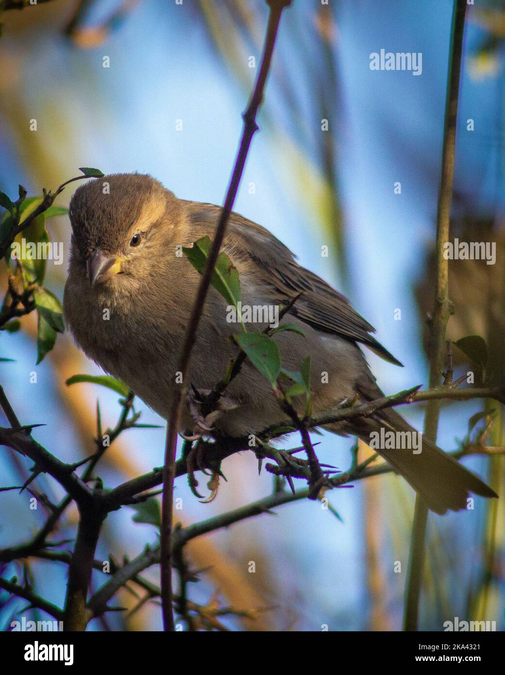 A selective focus shot of a house sparrow perched on branch Stock Photo ...