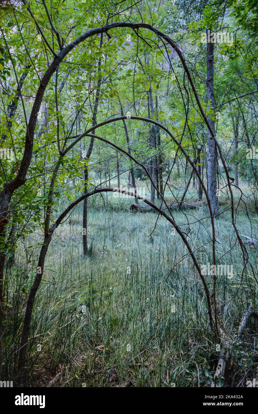 Tree arches in Zion National Park, Utah Stock Photo - Alamy