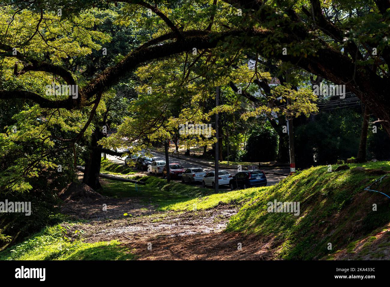Large trees in a park next to a road with parked cars Stock Photo - Alamy