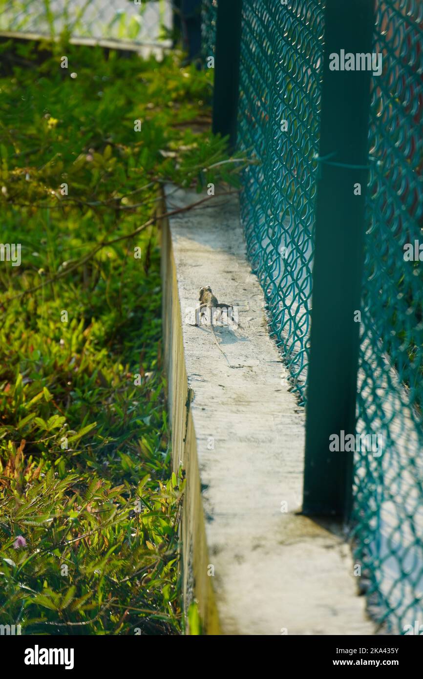 Water running lizard hi-res stock photography and images - Alamy