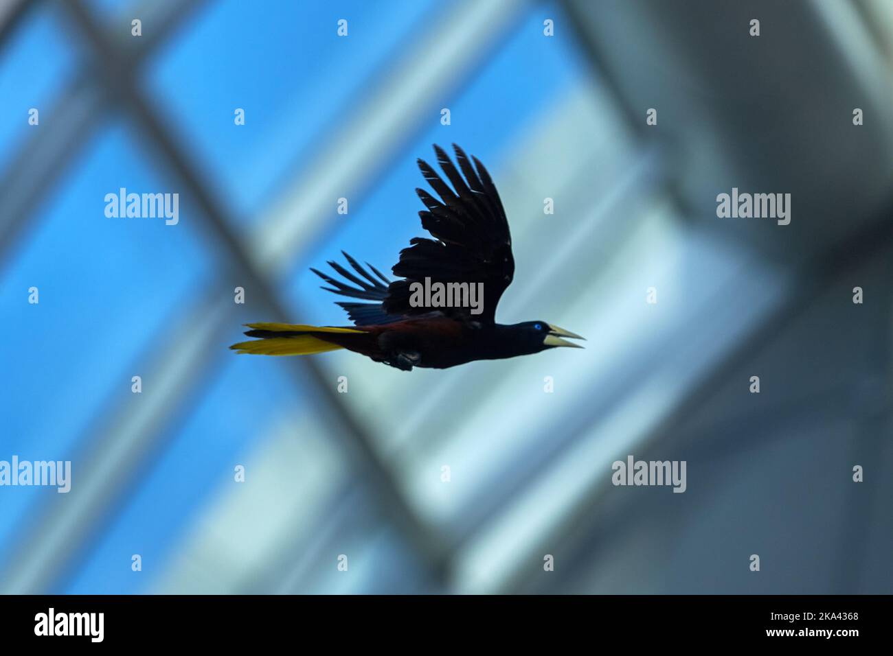 A scenic view of a crested oropendola flying in the air in a blurred ...