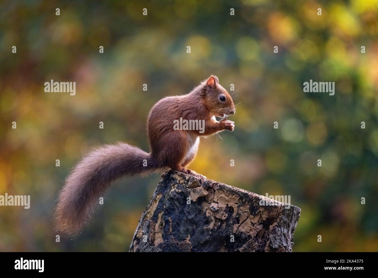 Brownsea Island Red Squirrel - Poole Harbour / Dorset / England / UK ...