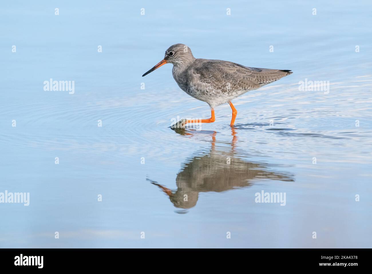 Redshank, Tringa totanus on Brownsea Island Lagoon, Poole Harbour ...