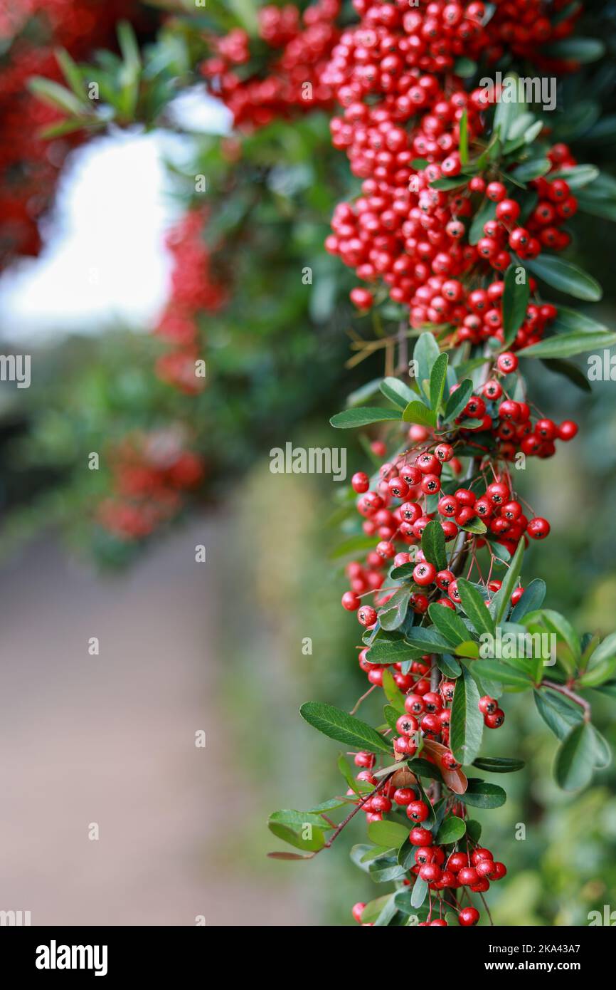 A pyracantha shrub in a garden Stock Photo - Alamy