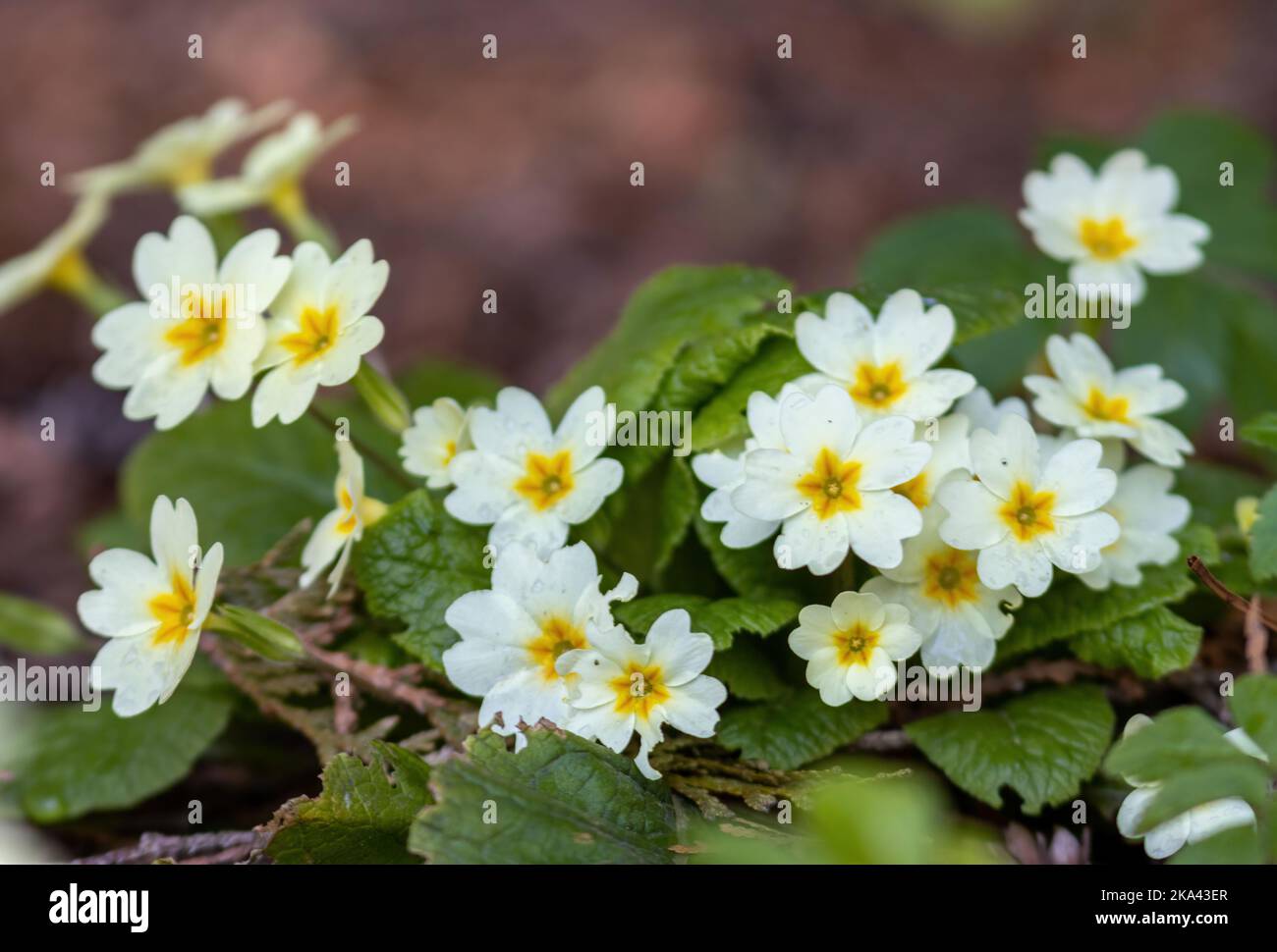 A closeup of beautiful Primrose flowers in a Botanical Garden of the ...