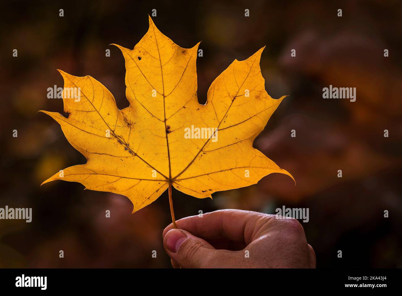 A hand holding yellow Canadian maple leaves in autumn forest brown ...