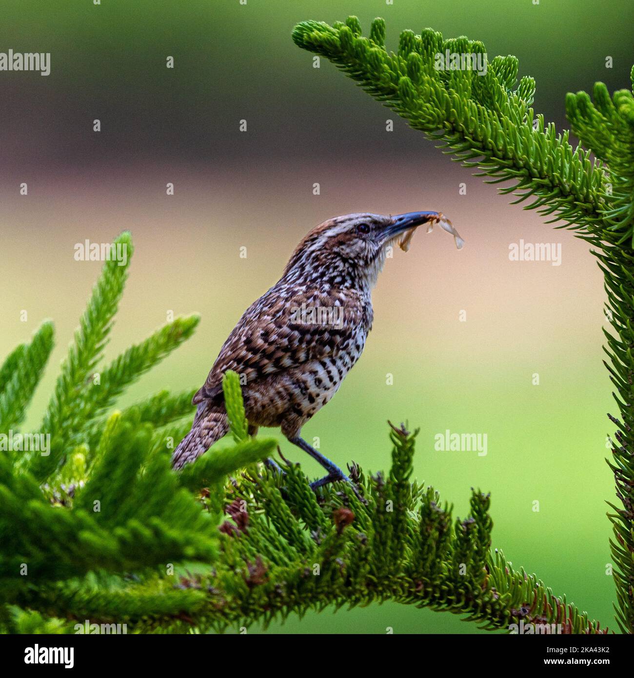 A closeup shot of a spotted wren perched on a tree with an insect in ...