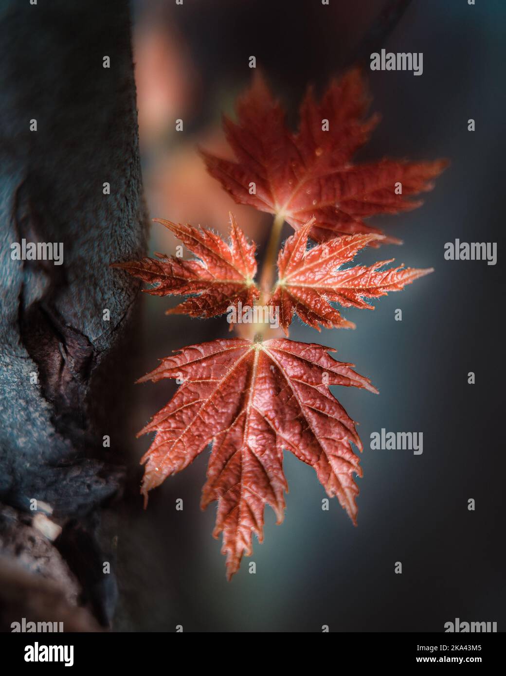 The maple orange leaves with their specific formations Stock Photo - Alamy