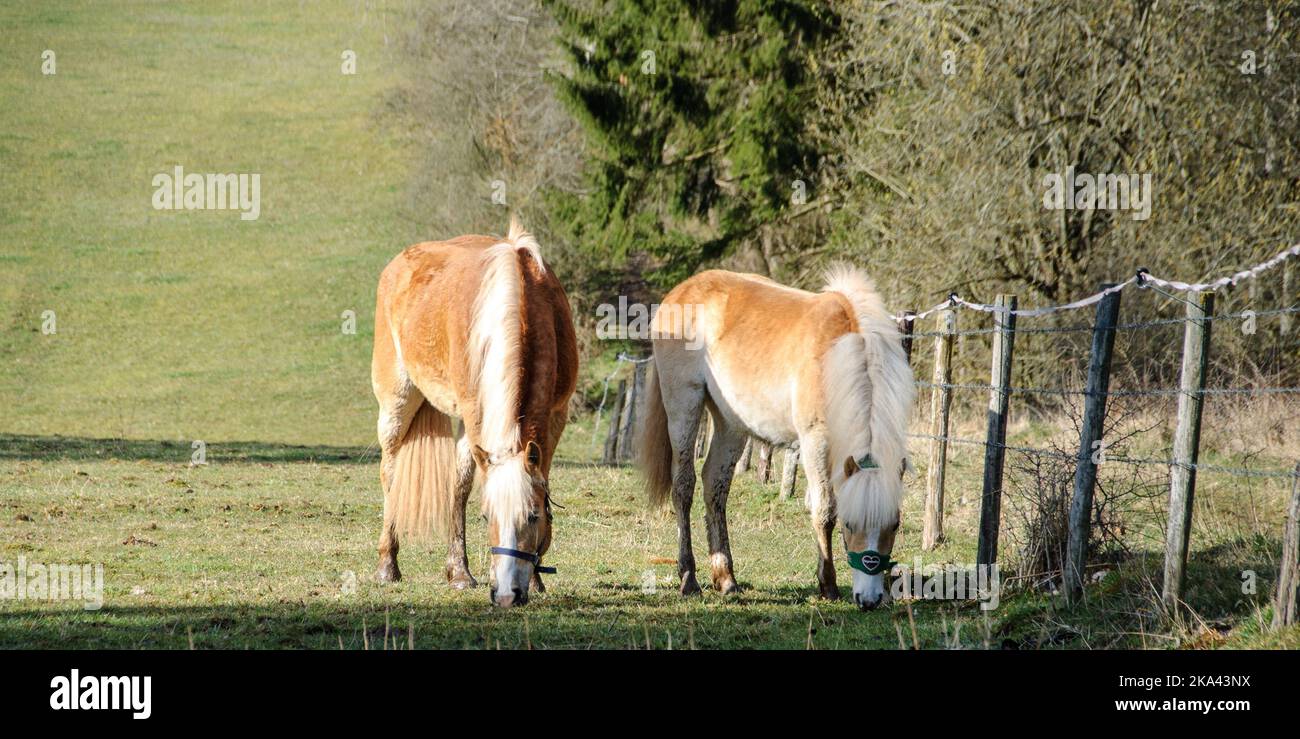 A closeup shot of two beautiful Haflinger horses eating grass from the ...