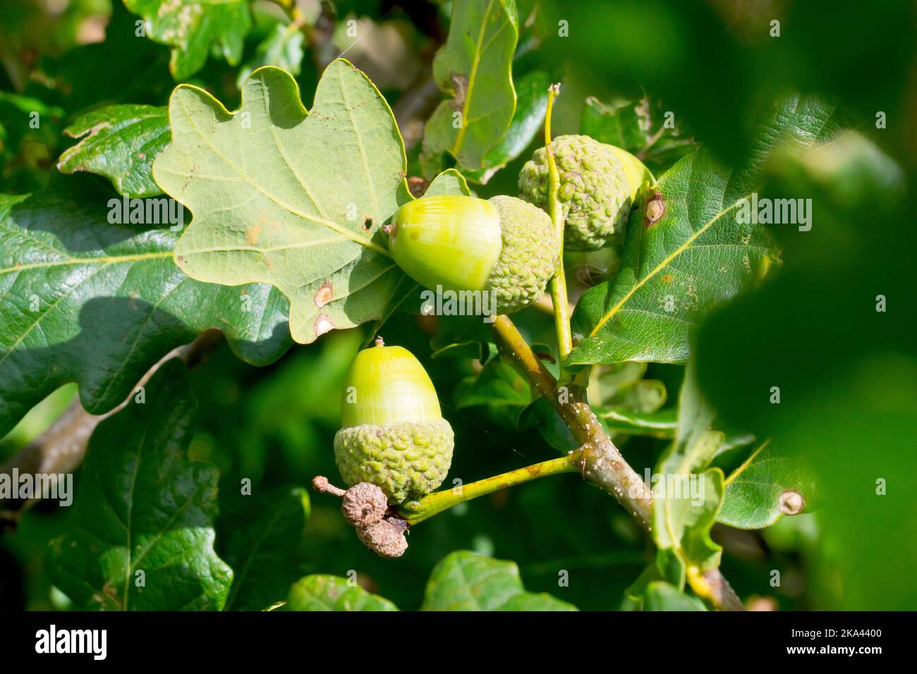 English or Pedunculate Oak (quercus robur), close up showing two acorns hidden amongst the ...