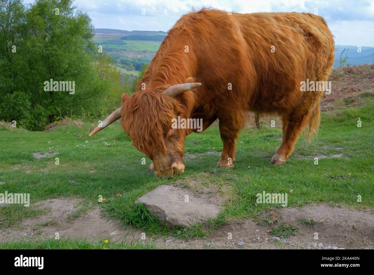 Male scottish highland cattle eating grass on the hillside in ...