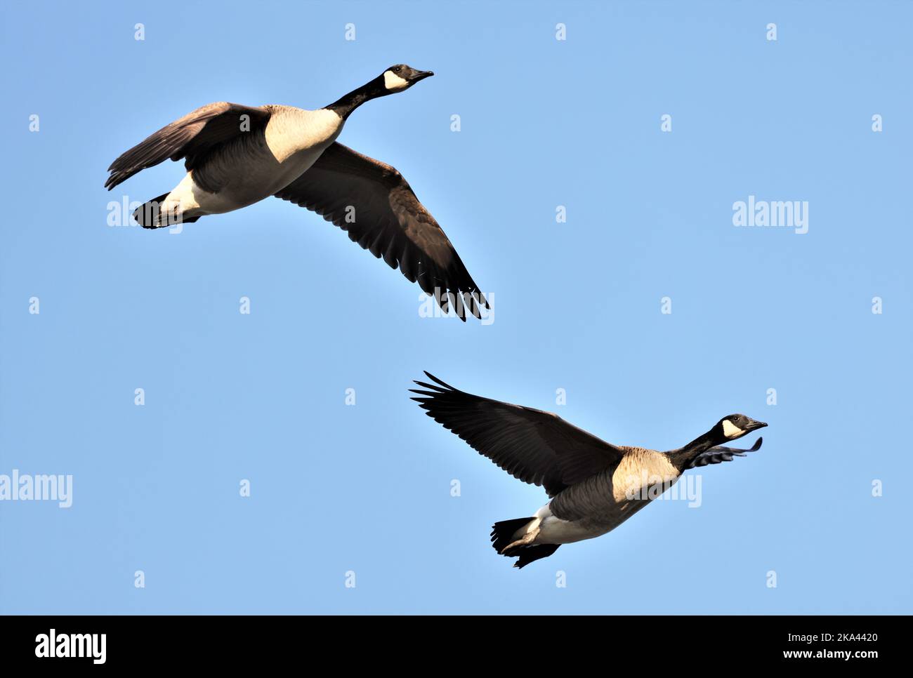 A beautiful closeup shot of two flying Canadian geese birds in the blue ...