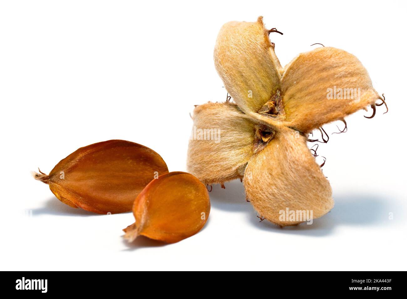 Nut gone Cut Out Stock Images & Pictures - Alamy