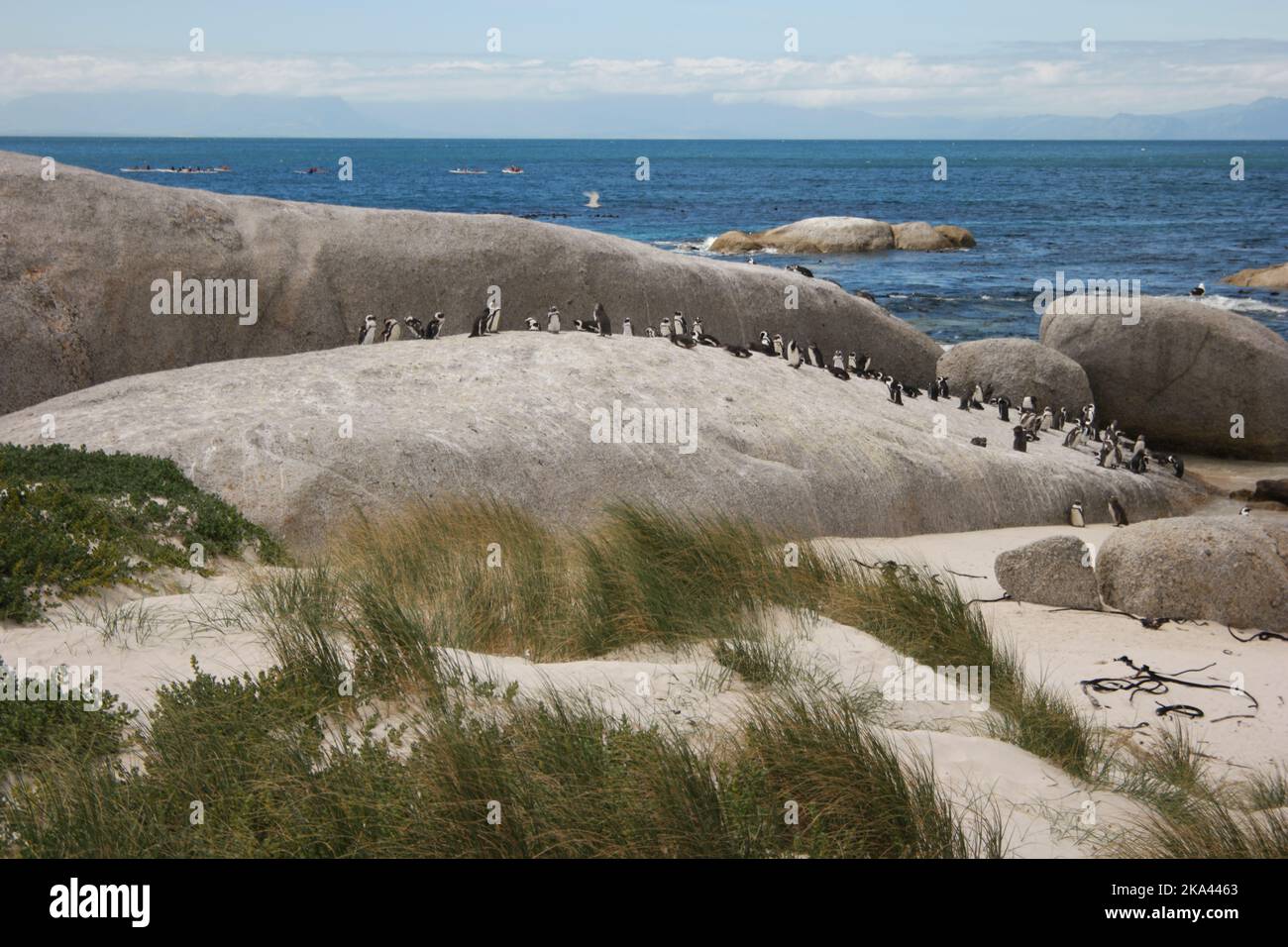 Cute penguins enjoying the day on the sandy beach in summer Stock Photo ...