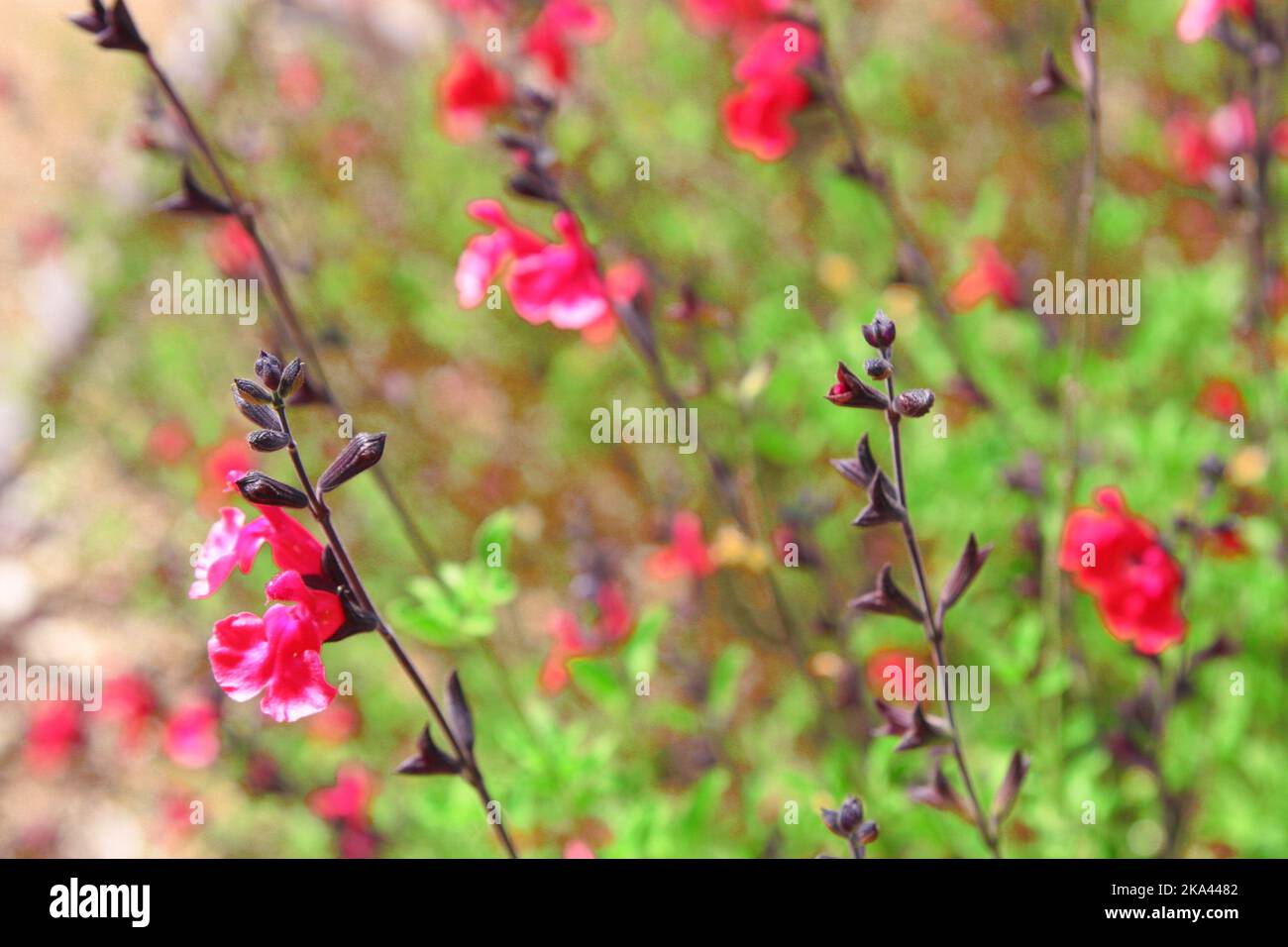 Aboretum Botanical Arcadia Stock Photo - Alamy