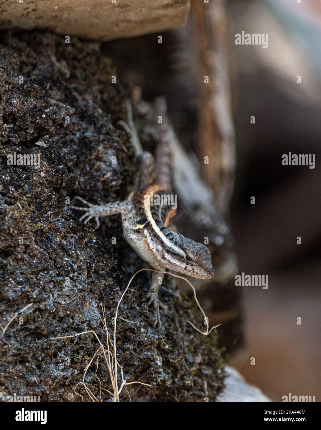 A selective of a lizard on a rough surface Stock Photo - Alamy