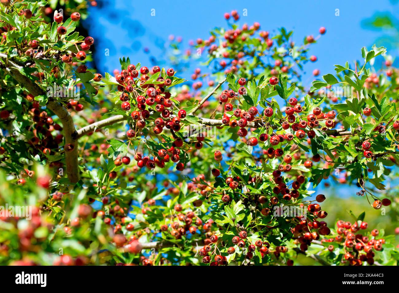Hawthorn, Whitethorn or May Tree (crataegus monogyna), close up of the ...