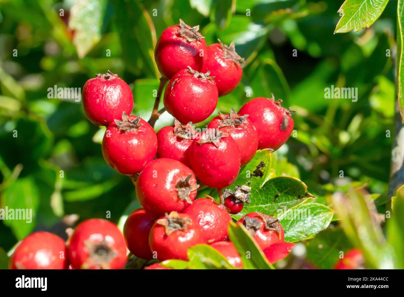 Hawthorn, Whitethorn or May Tree (crataegus monogyna), close up of the ...