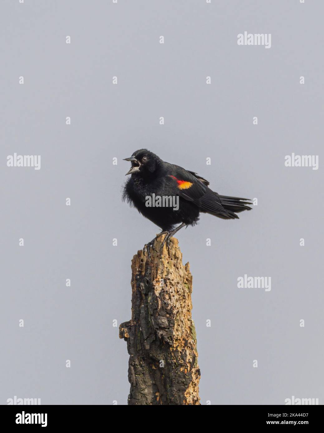 A vertical shot of a male red-winged blackbird perched on a wooden pole ...