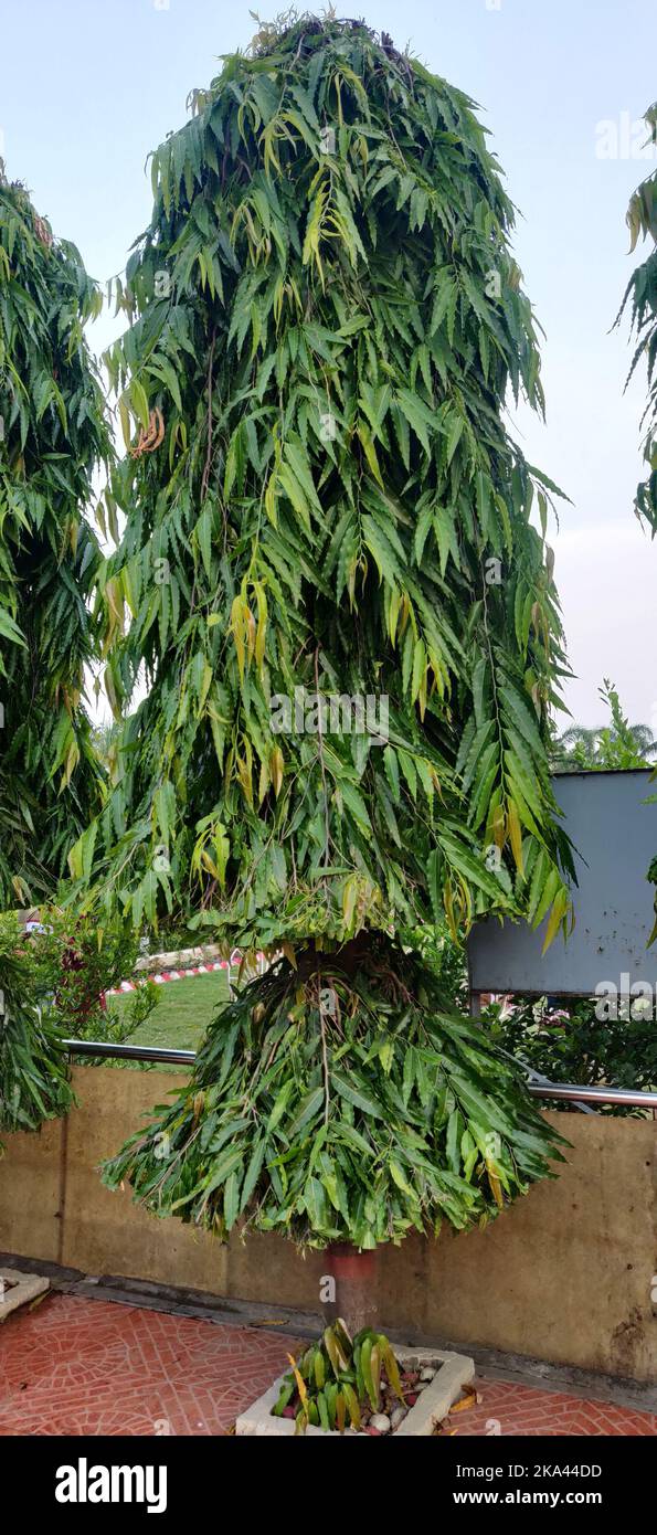 Ashoka Tree With an Isolated Light blue sky background(Scientific Name ...