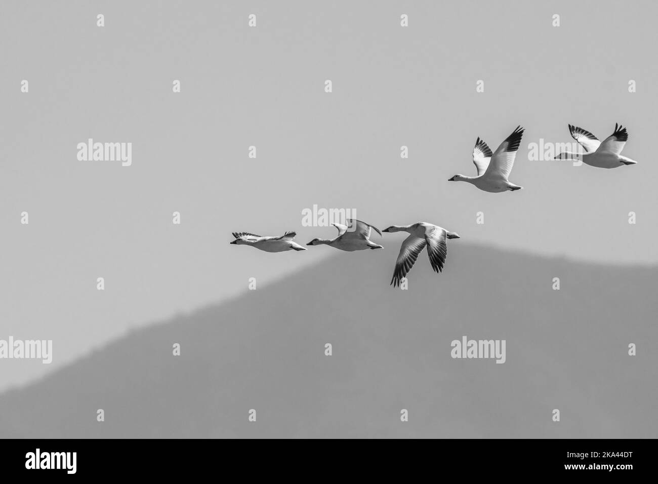 Closeup shot flying geese hi-res stock photography and images - Alamy