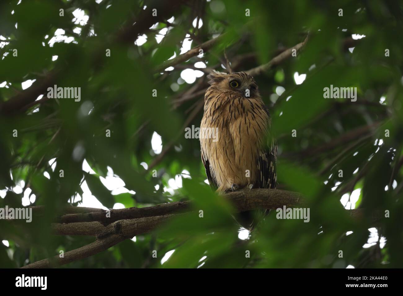 A closeup of a beautiful baby owl with the head turned around perched ...