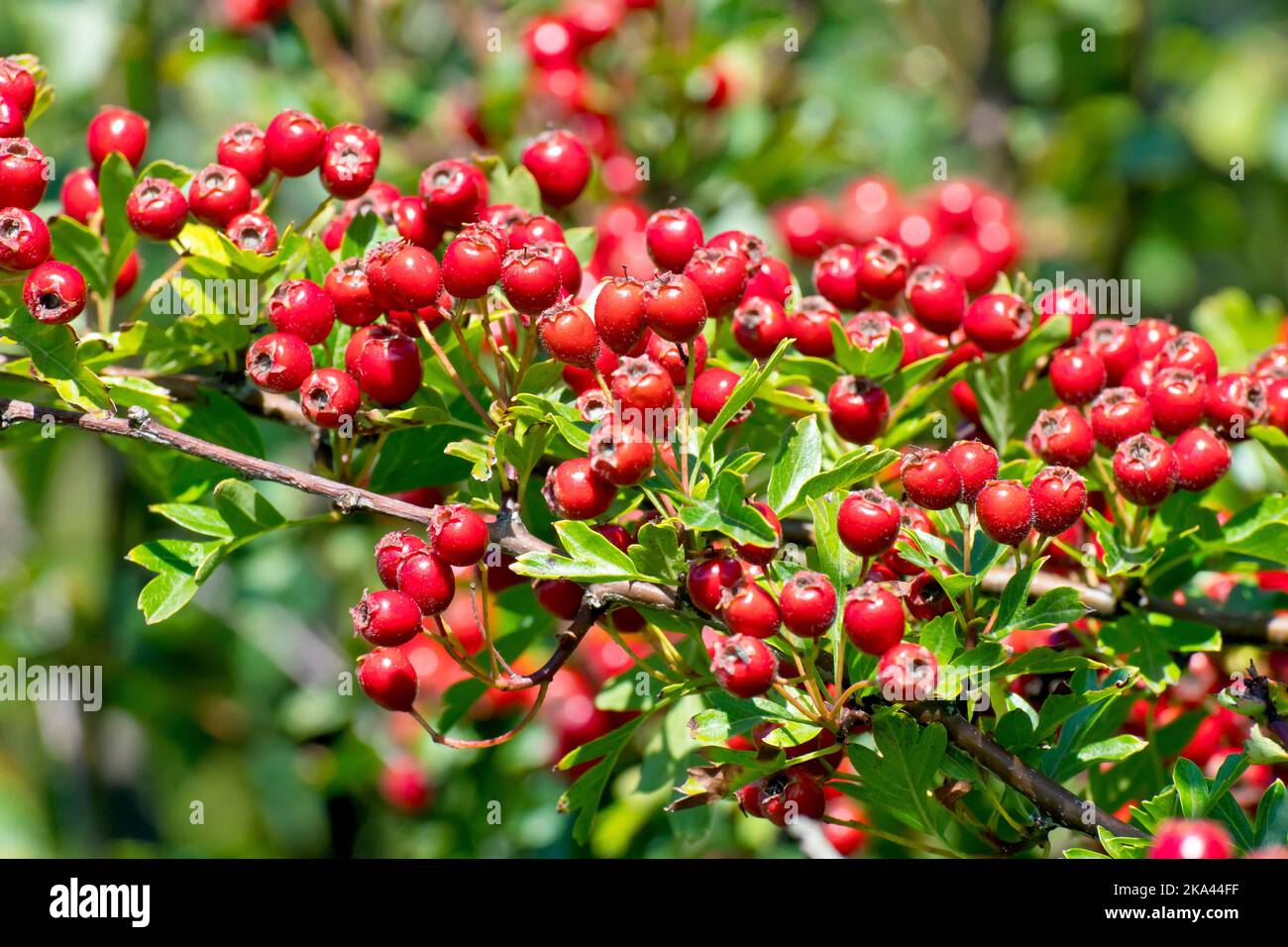 Hawthorn, Whitethorn or May Tree (crataegus monogyna), close up of the ...