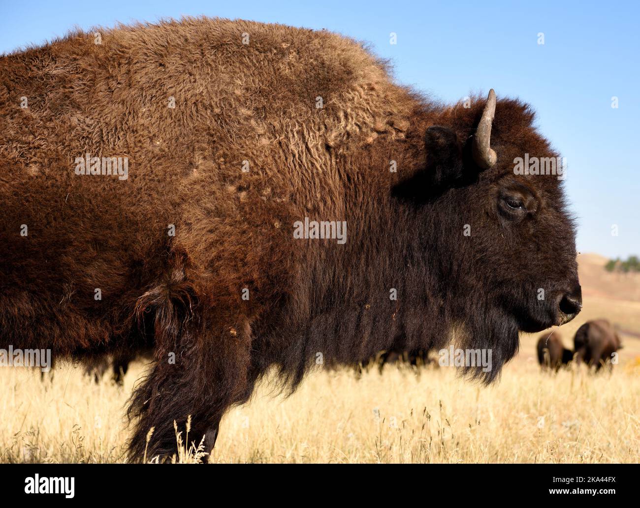 Buffalo profile hi-res stock photography and images - Alamy