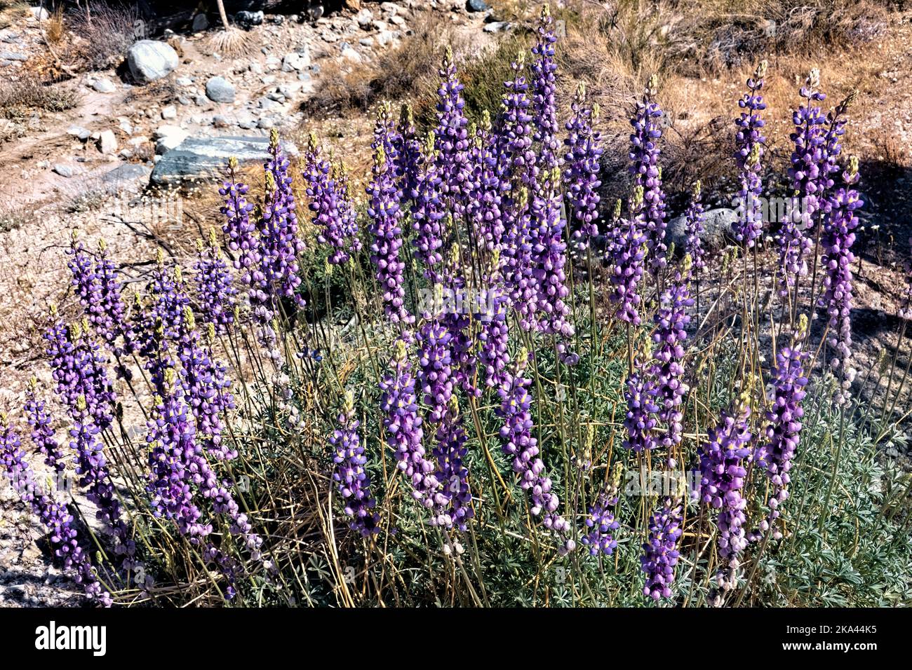 Lupine flowers in the Whitewater Preserve, Pacific Crest Trail ...