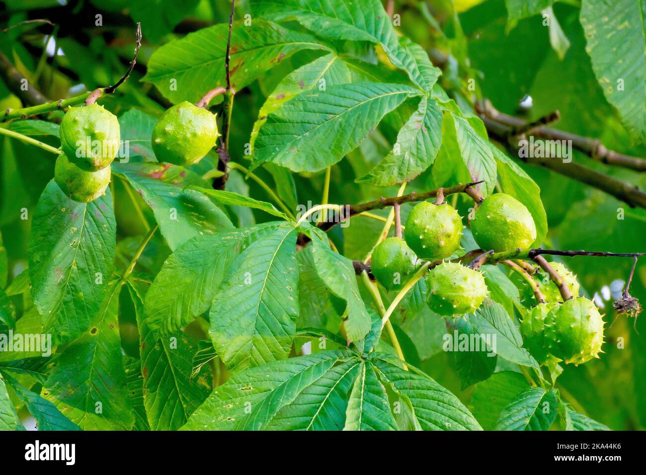 Horse Chestnut or Conker Tree (aesculus hippocastaneum), close up of ...