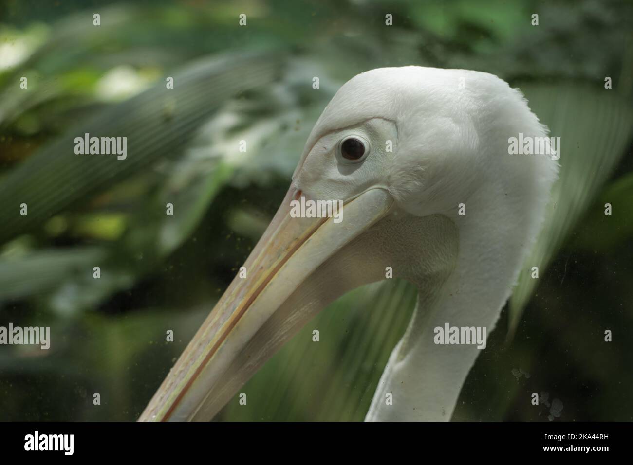 A closeup of a Pelican's head on a blurred background of a green area ...
