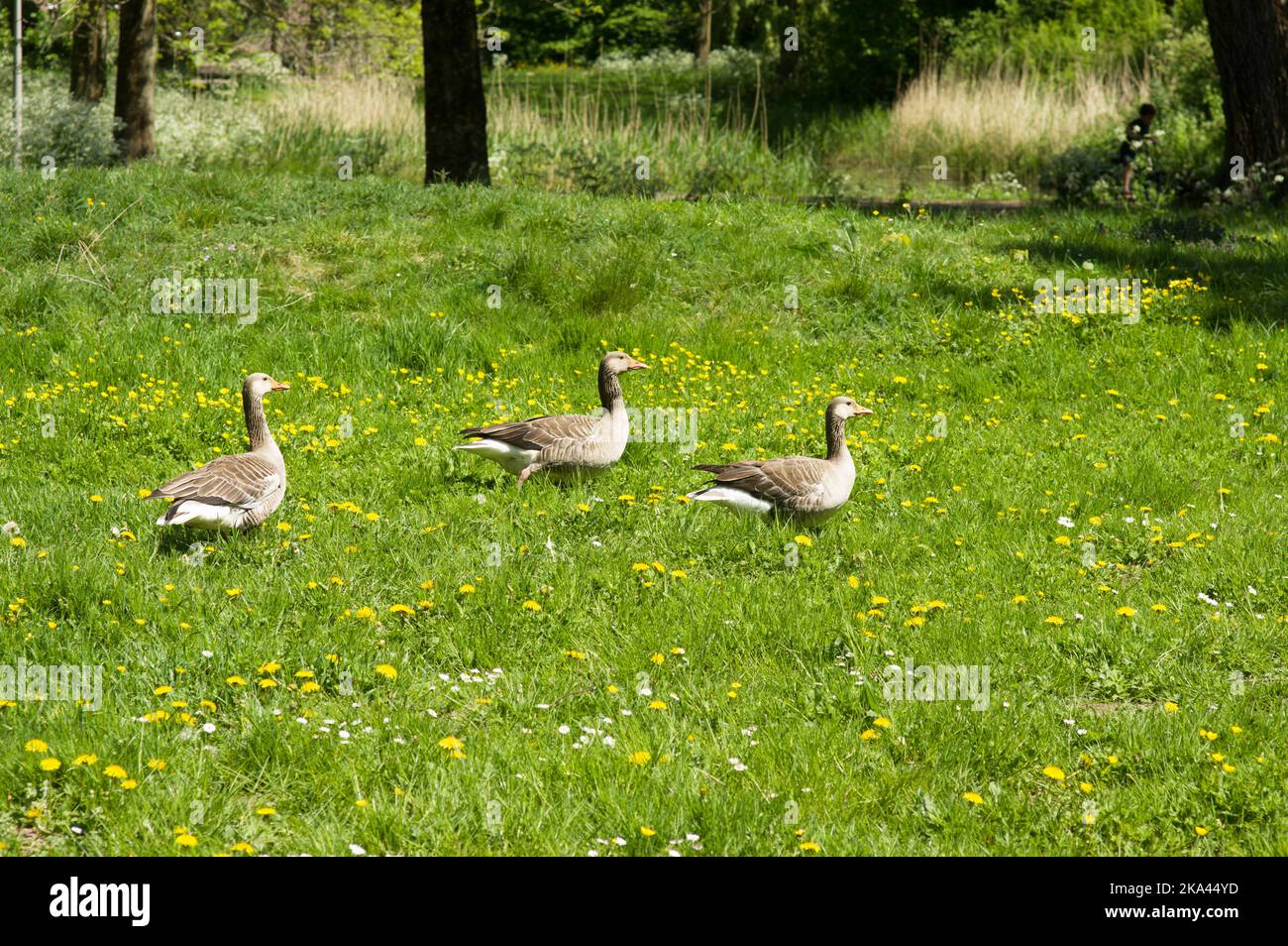 Goose walks in a meadow hi-res stock photography and images - Alamy
