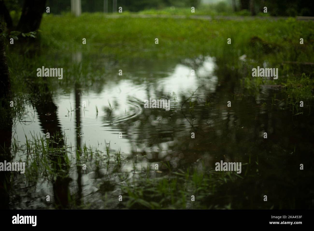 Puddle in park. Outdoor pond. Surface of water on lake. Flooding of ...