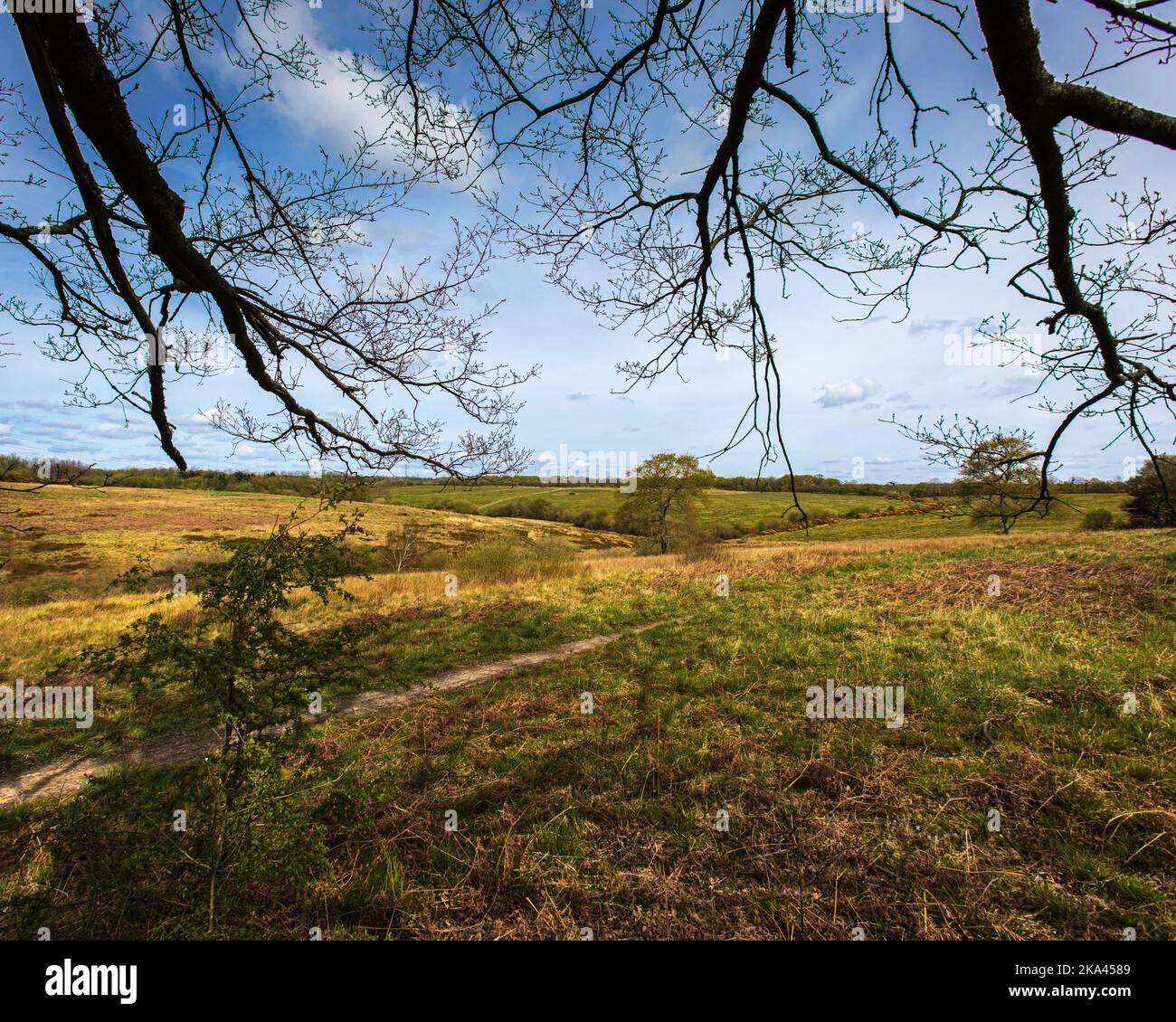 A mesmerizing green landscape view with fields and trees against a ...