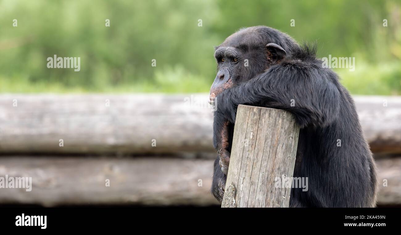 A closeup of a cute Chimpanzee resting its arm on a wooden log in the ...