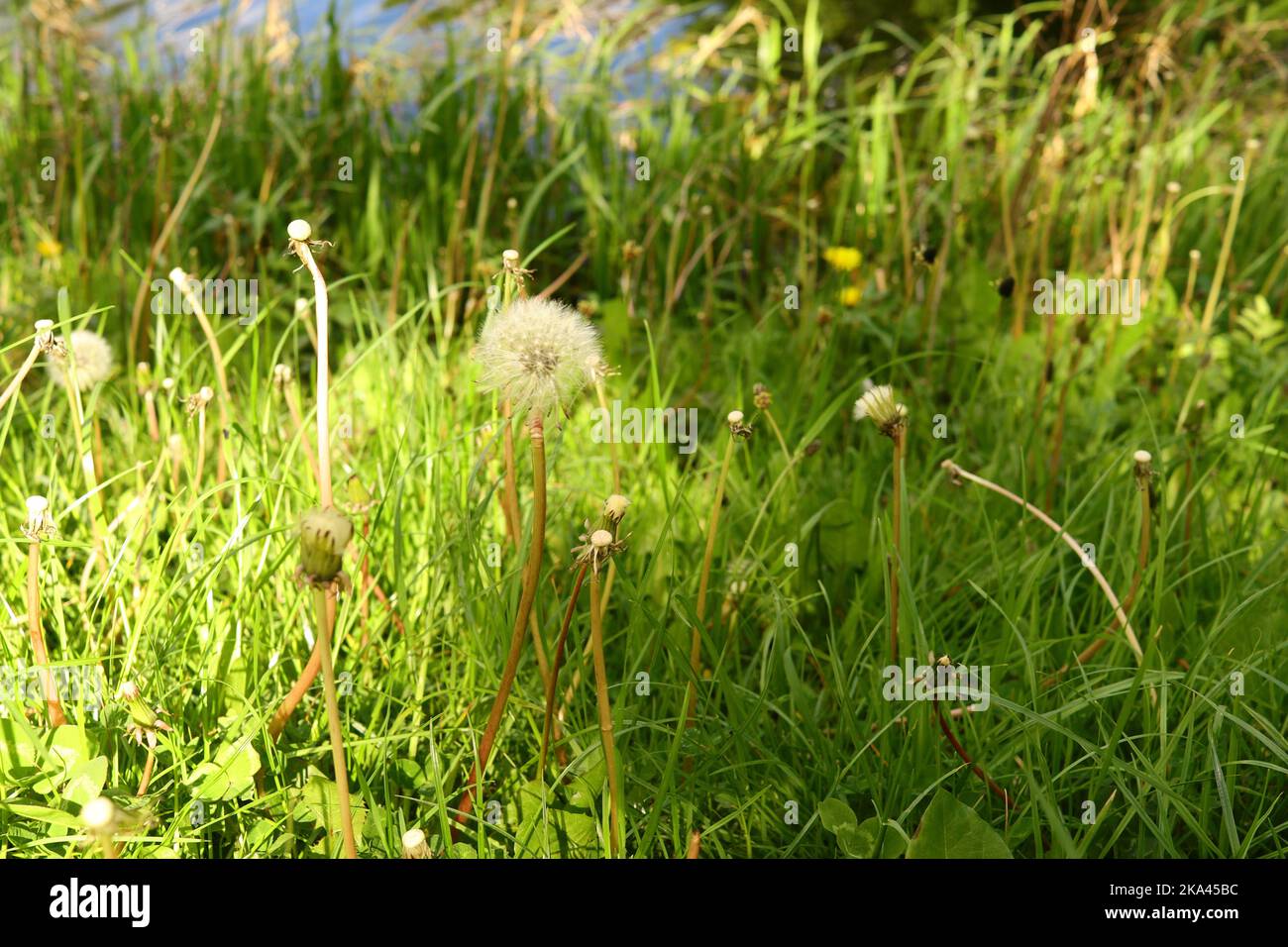 Wild dandelions in spring with sunlight and shade Stock Photo - Alamy