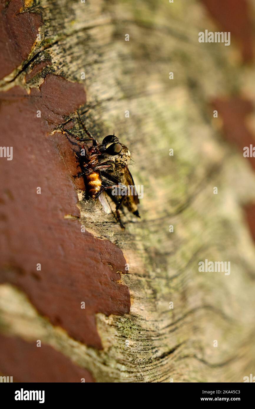 The Netherlands, september 2021. Close up of Robber fly, assasin fly or ...
