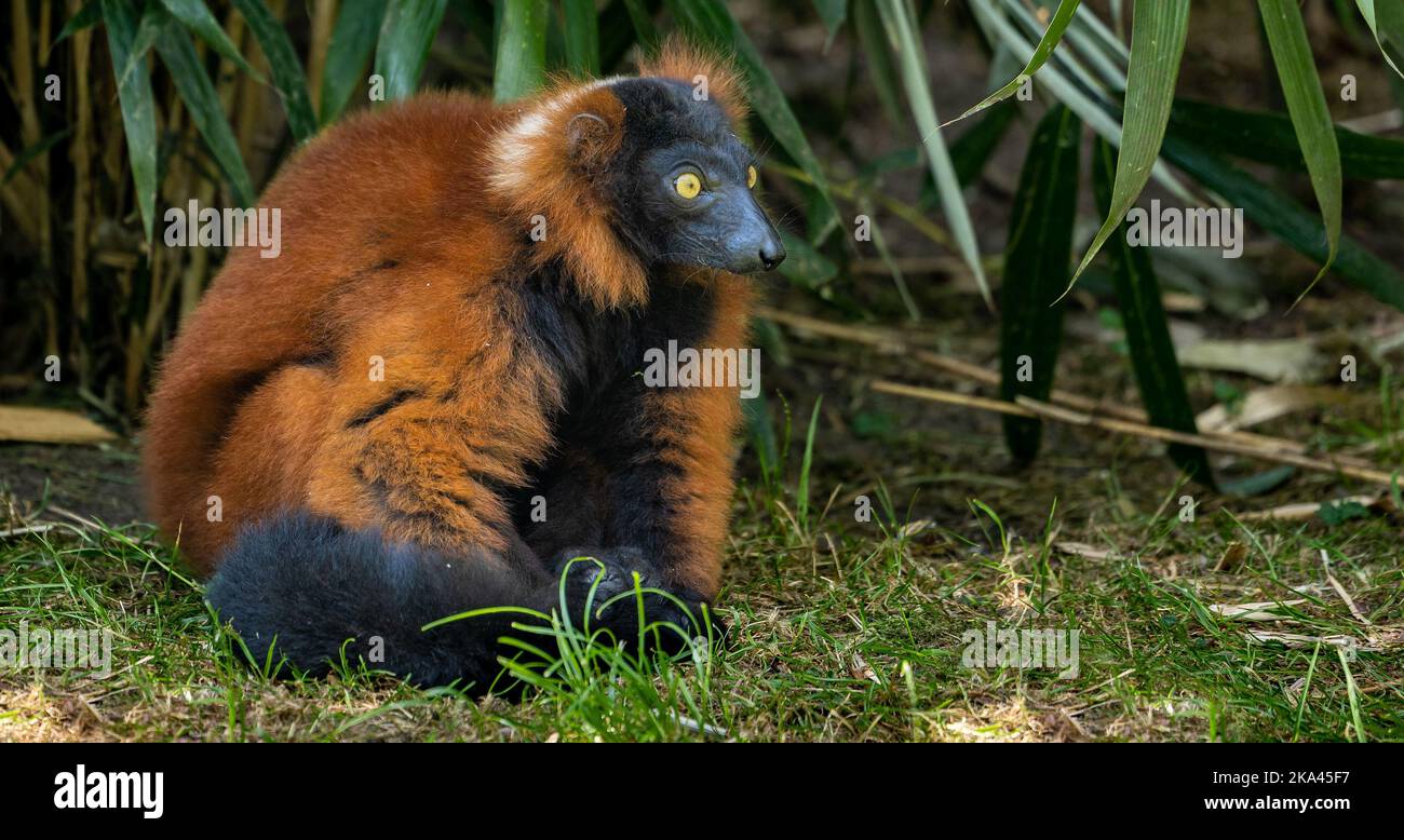 A closeup of a furry red ruffed lemur on green grass in the zoo Stock ...