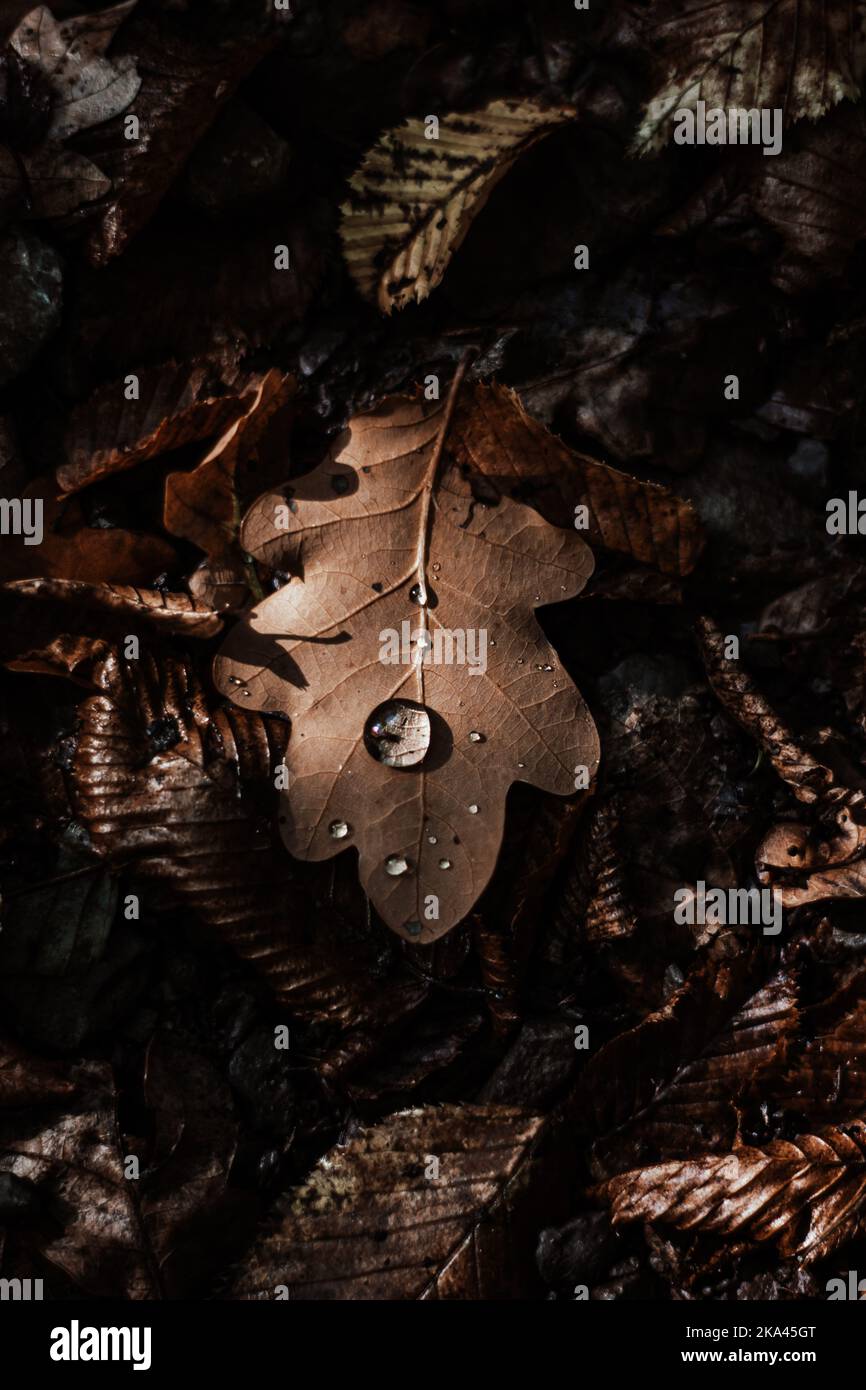 Waterdrop on a brown leaf Stock Photo - Alamy