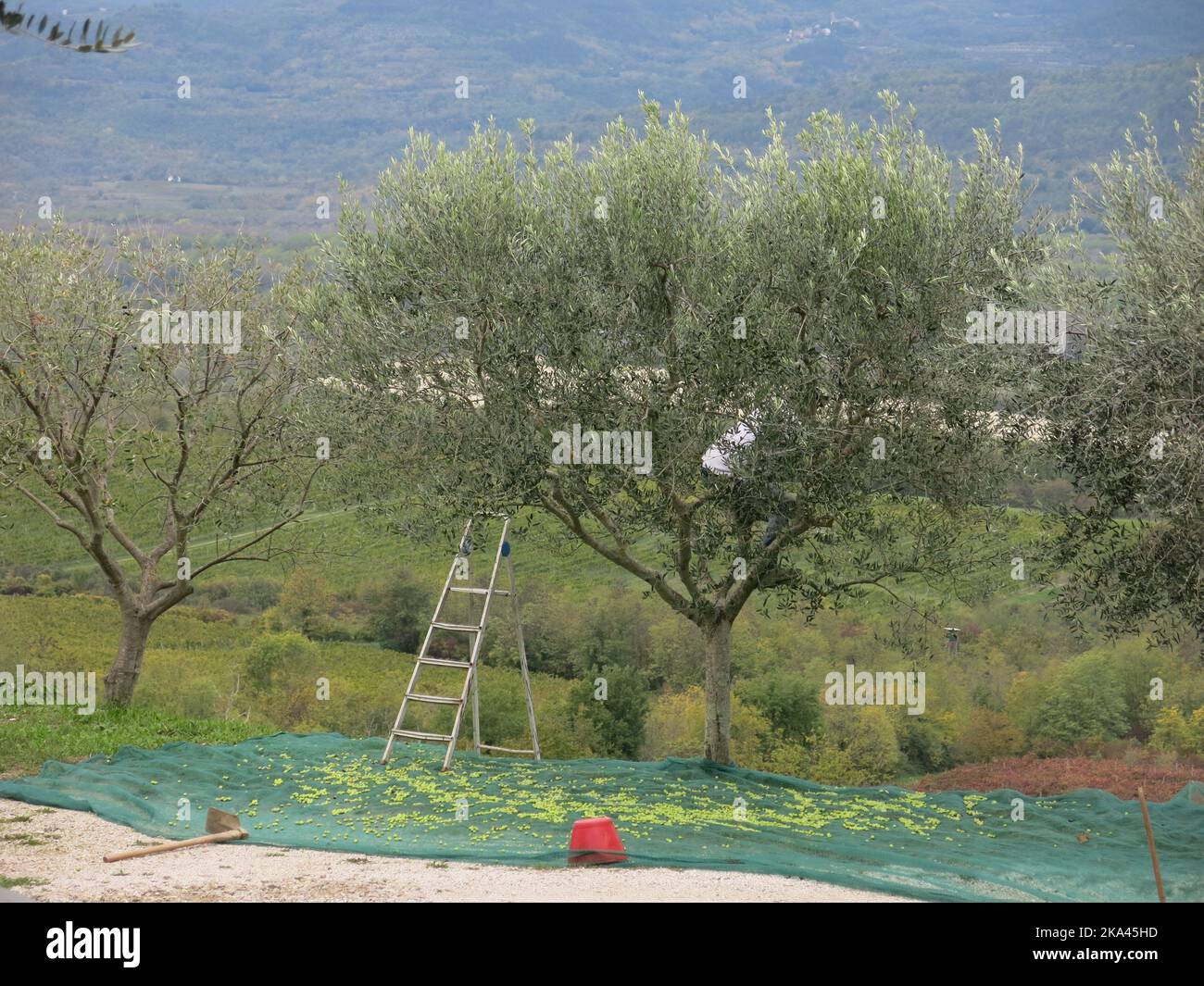 With a sheet below and a tall ladder alongside, this Croatian farmer is ...