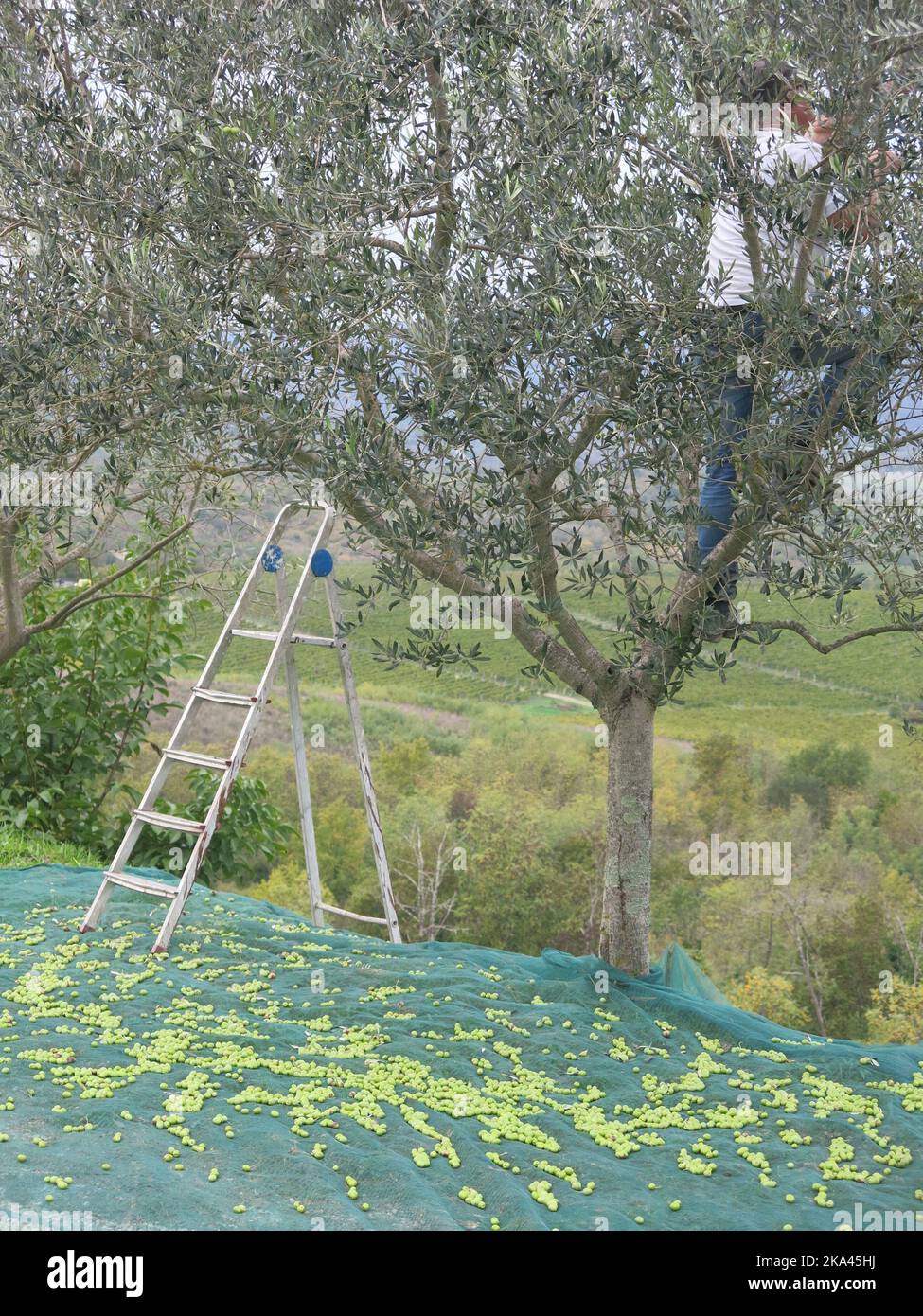 With a sheet below and a tall ladder alongside, this Croatian farmer is ...