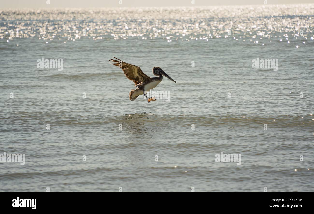 Pelicans are symbol of sunny Florida flying over the water looking for ...
