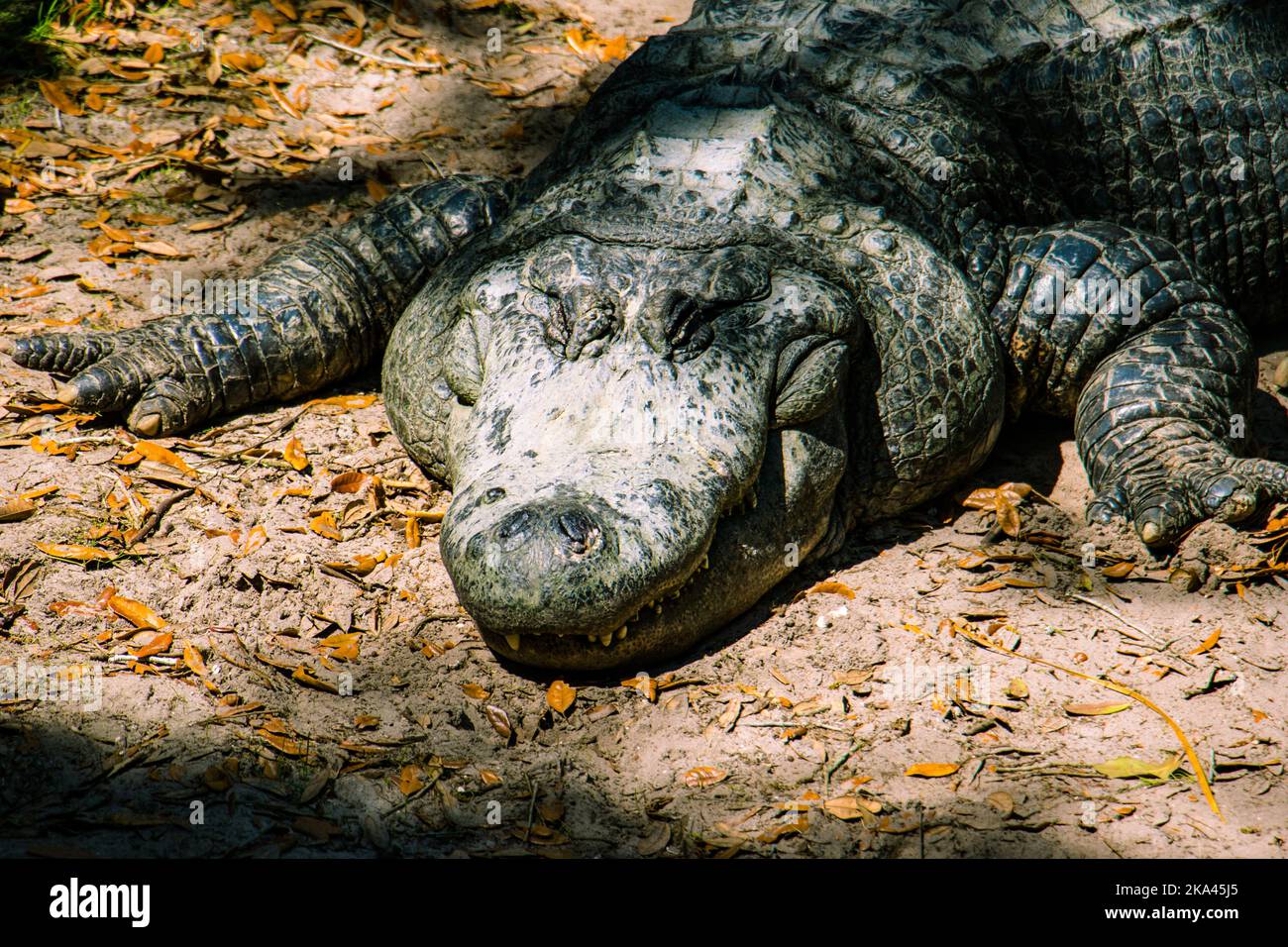 A close-up shot of a fat alligator lying on the ground Stock Photo - Alamy