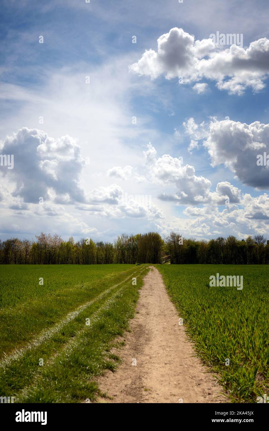 long straight path through a springtime wheat field towards the wooded ...