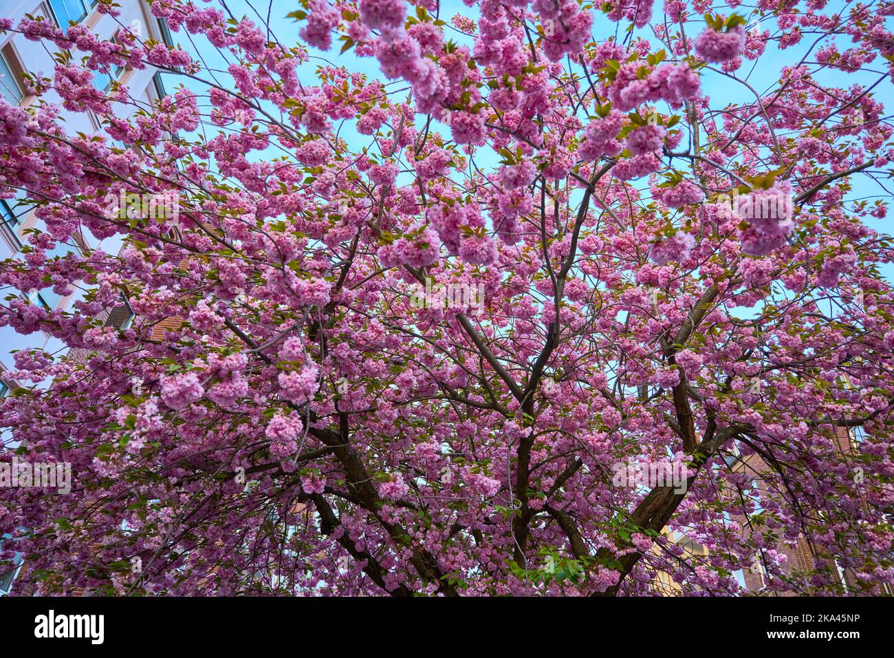 A beautiful pink Sakura tree growing in the garden against a clear sky ...